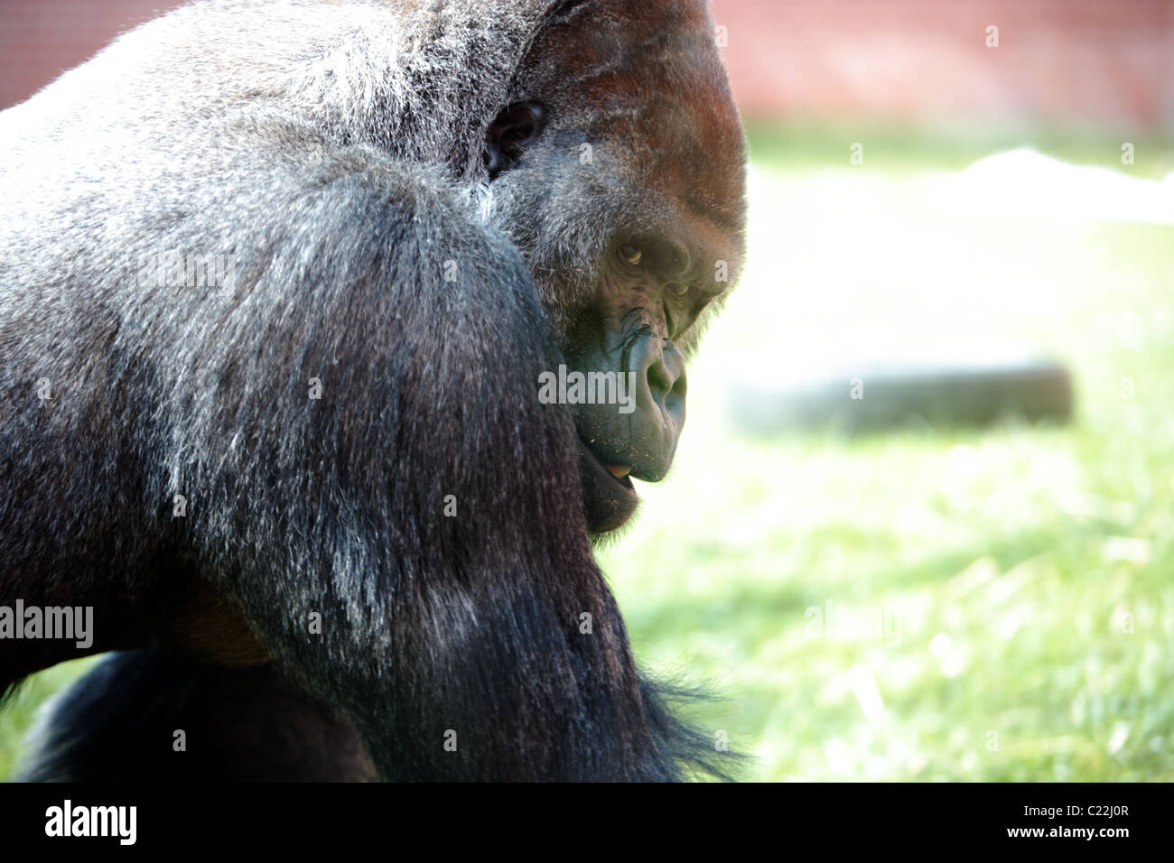 Male silver back gorilla hi-res stock photography and images - Alamy