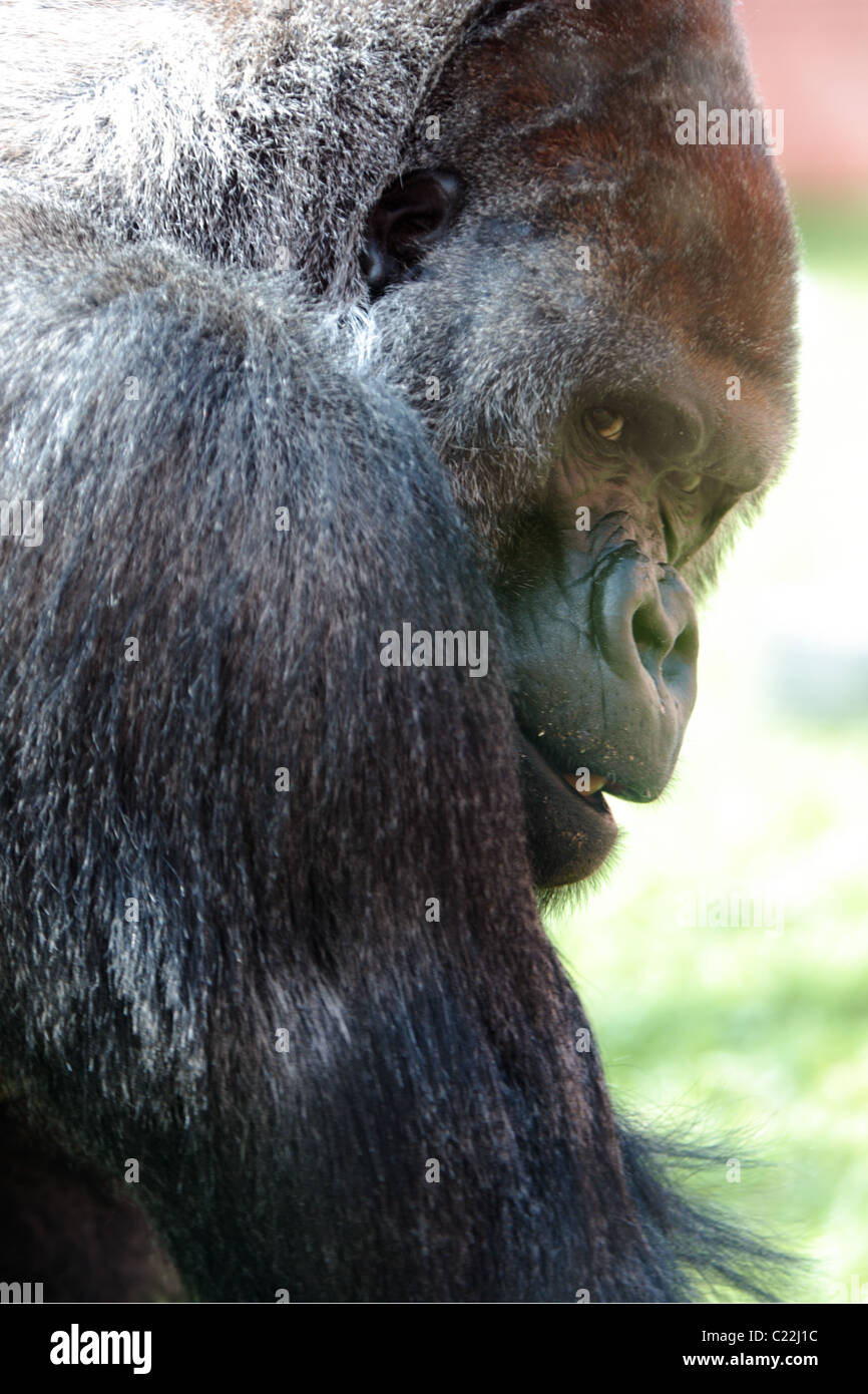 Male Silver Back Gorilla Stock Photos & Male Silver Back Gorilla Stock ...