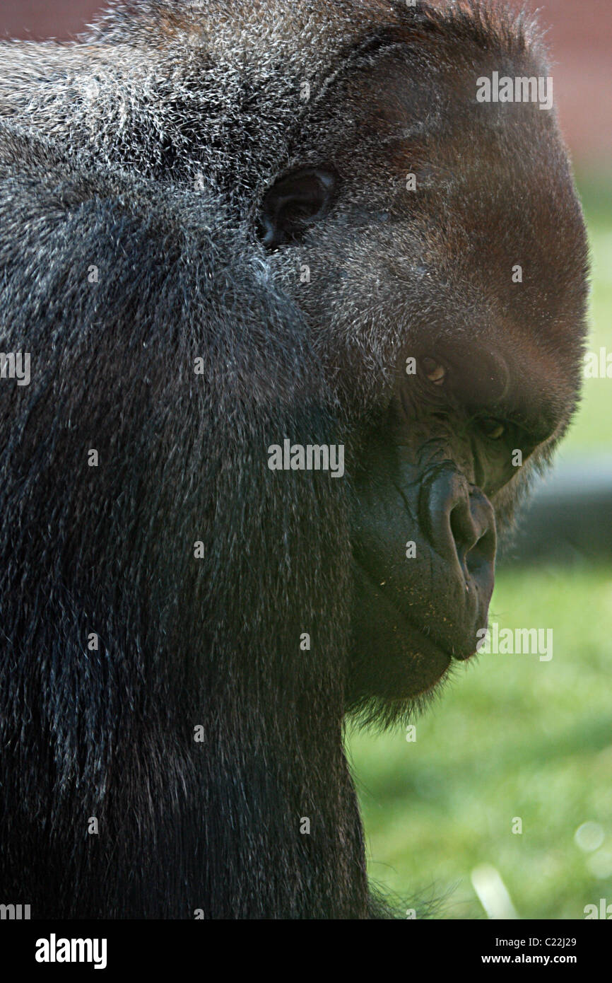 Strong silverback gorilla hi-res stock photography and images - Alamy