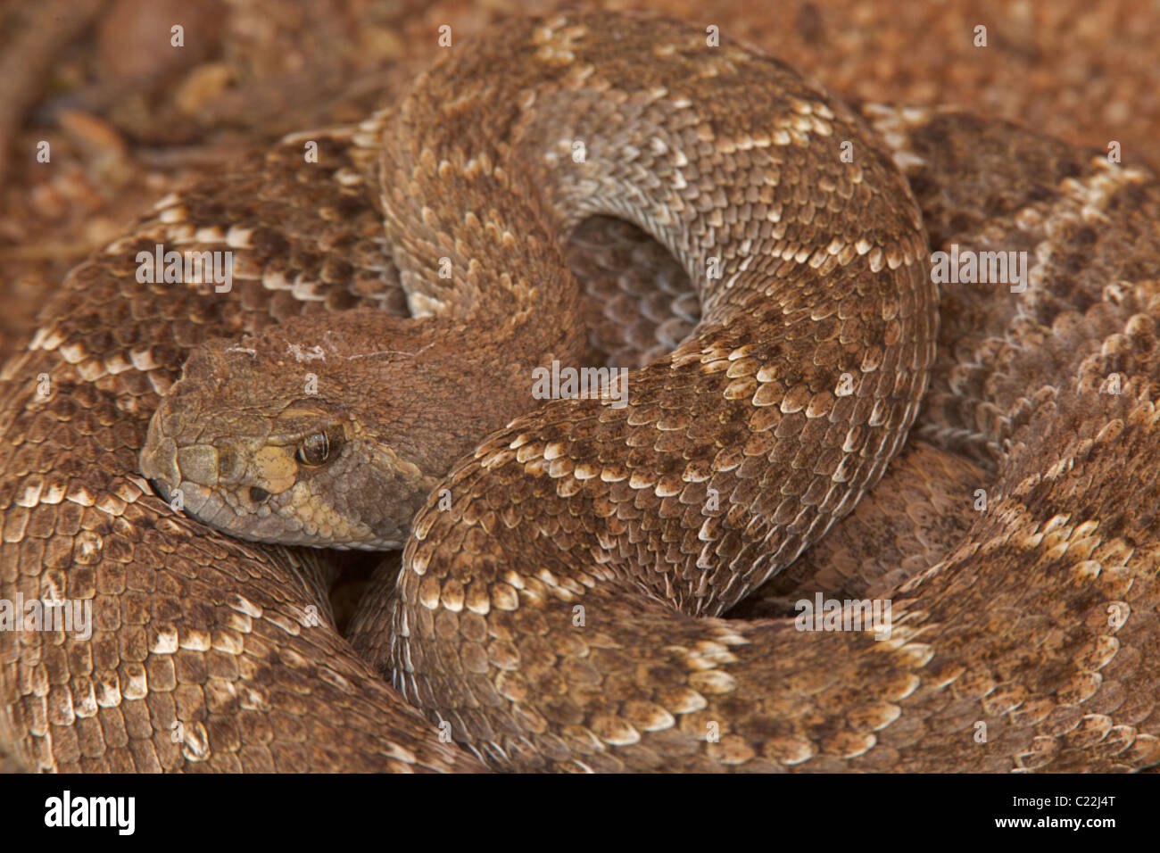 Western Diamond-backed Rattlesnake(s) (Crotalus atrox) -Arizona – USA ...
