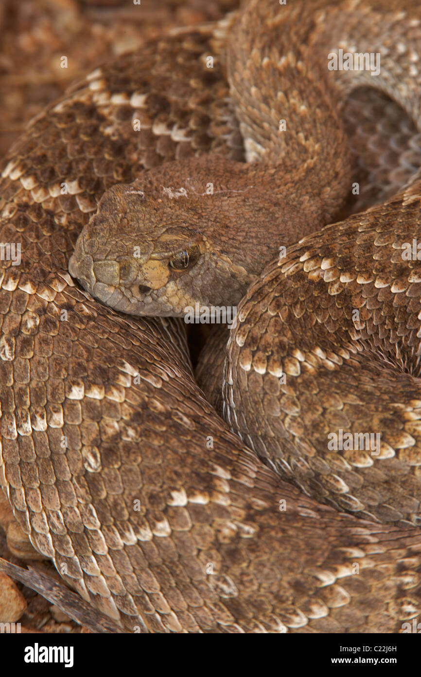 Western Diamond-backed Rattlesnake(s) (Crotalus atrox) -Arizona – USA ...