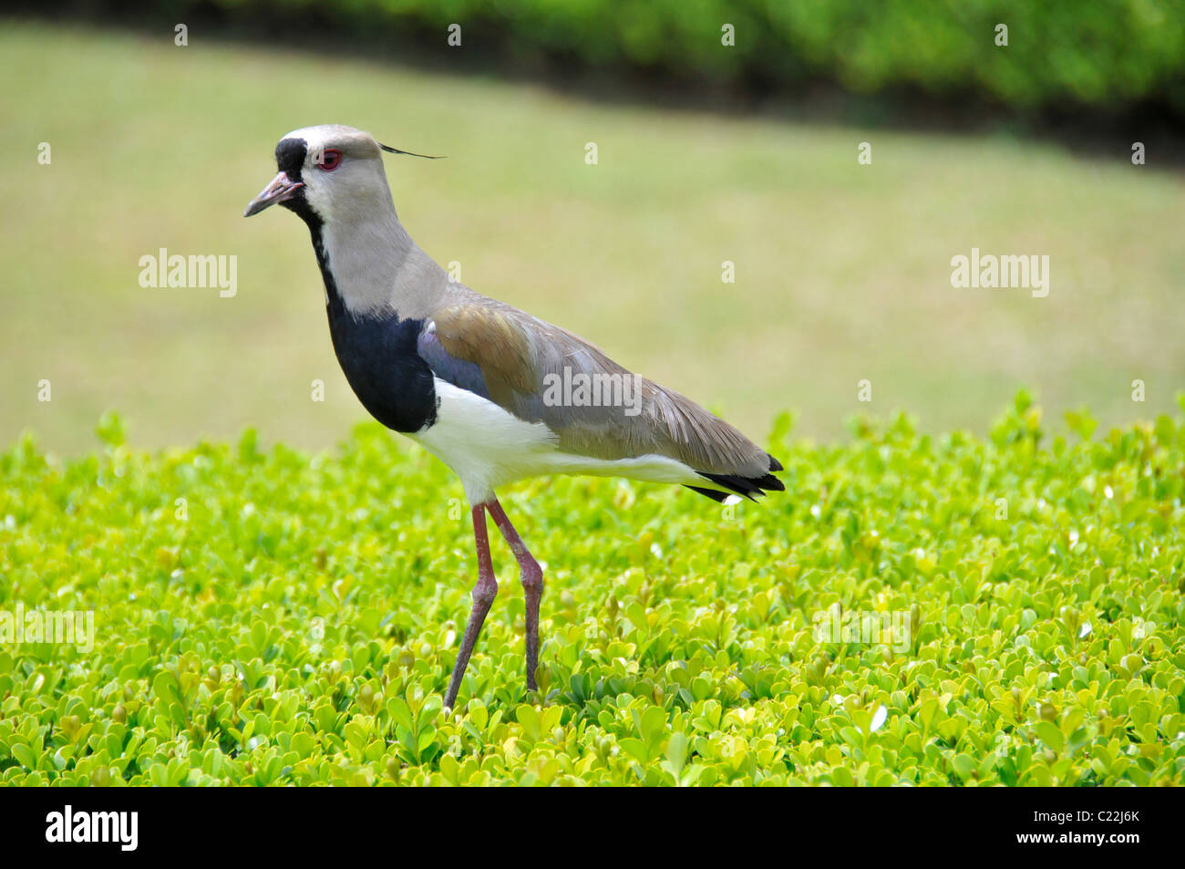 Fanchette hi-res stock photography and images - Alamy