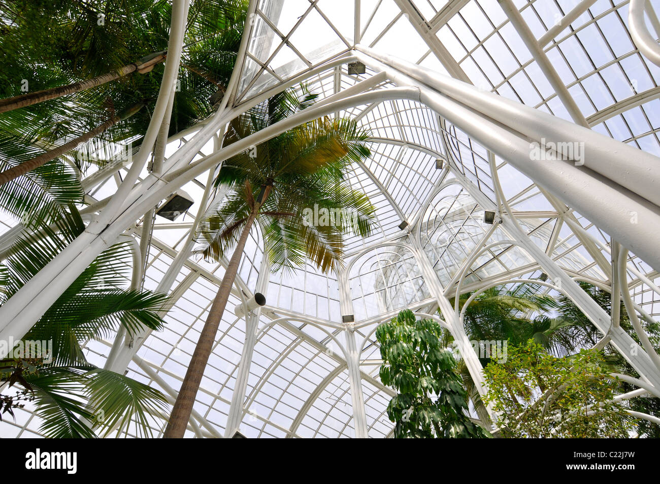 Palm trees inside greenhouse at the botanical Garden of Curitiba ...