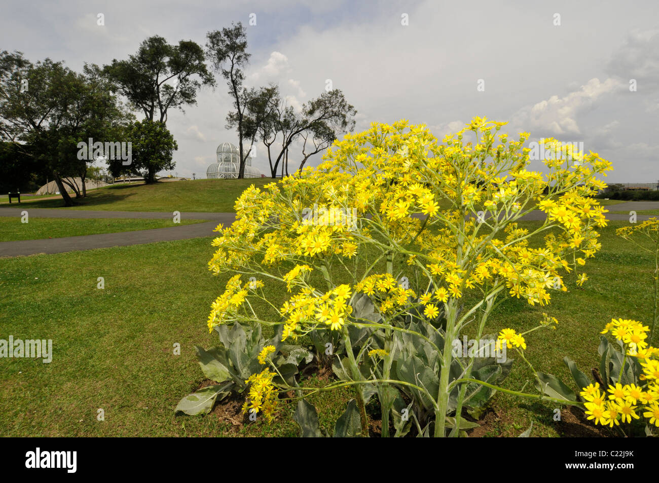 Yellow flowers at the botanical Garden of Curitiba "Jardim Botânico ...