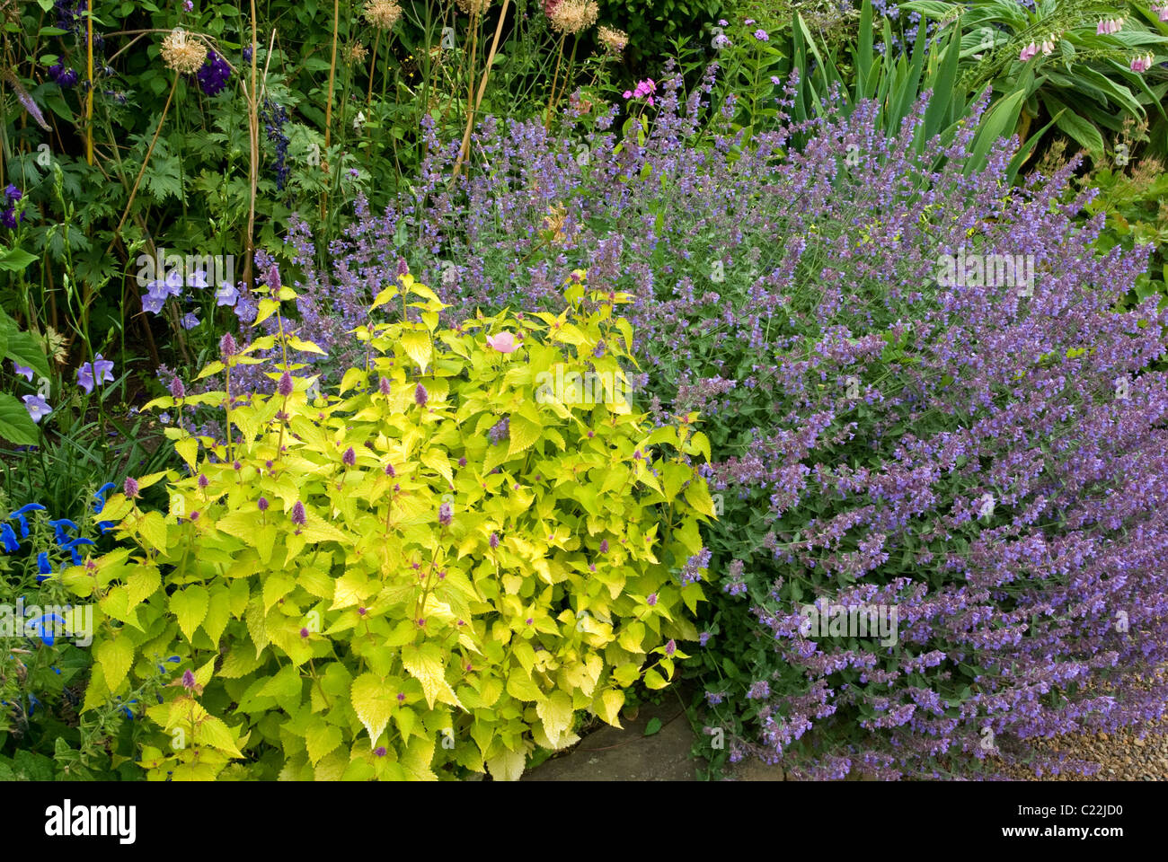 Salvia border hi-res stock photography and images - Alamy