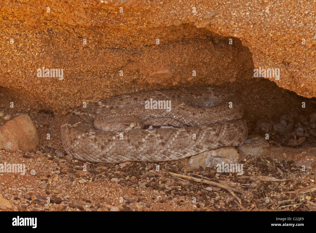 Western Diamond-backed Rattlesnake(s) (Crotalus atrox) -Arizona – USA ...