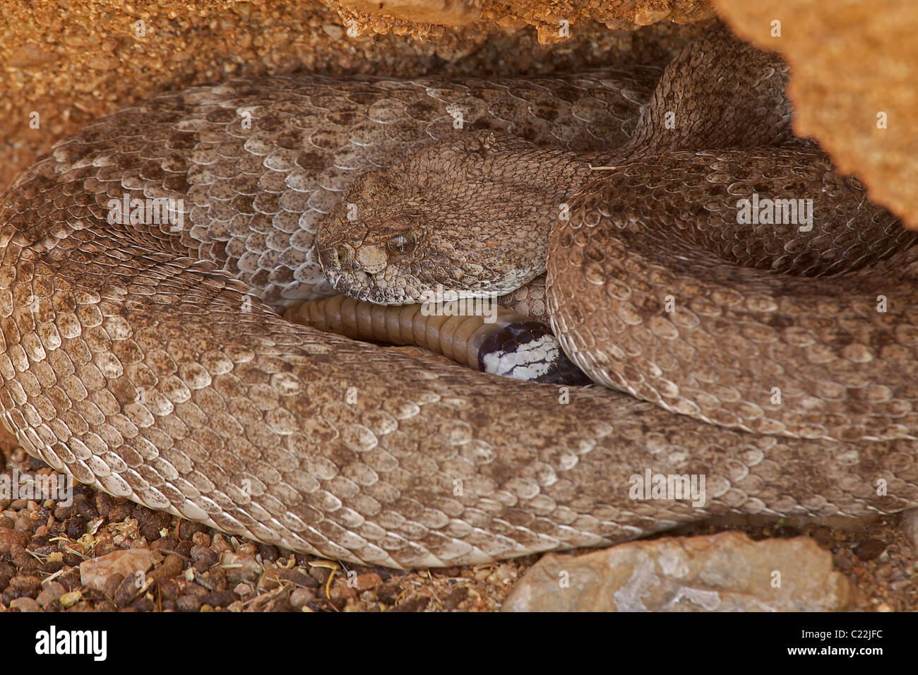 Western Diamond-backed Rattlesnake(s) (Crotalus atrox) -Arizona – USA ...