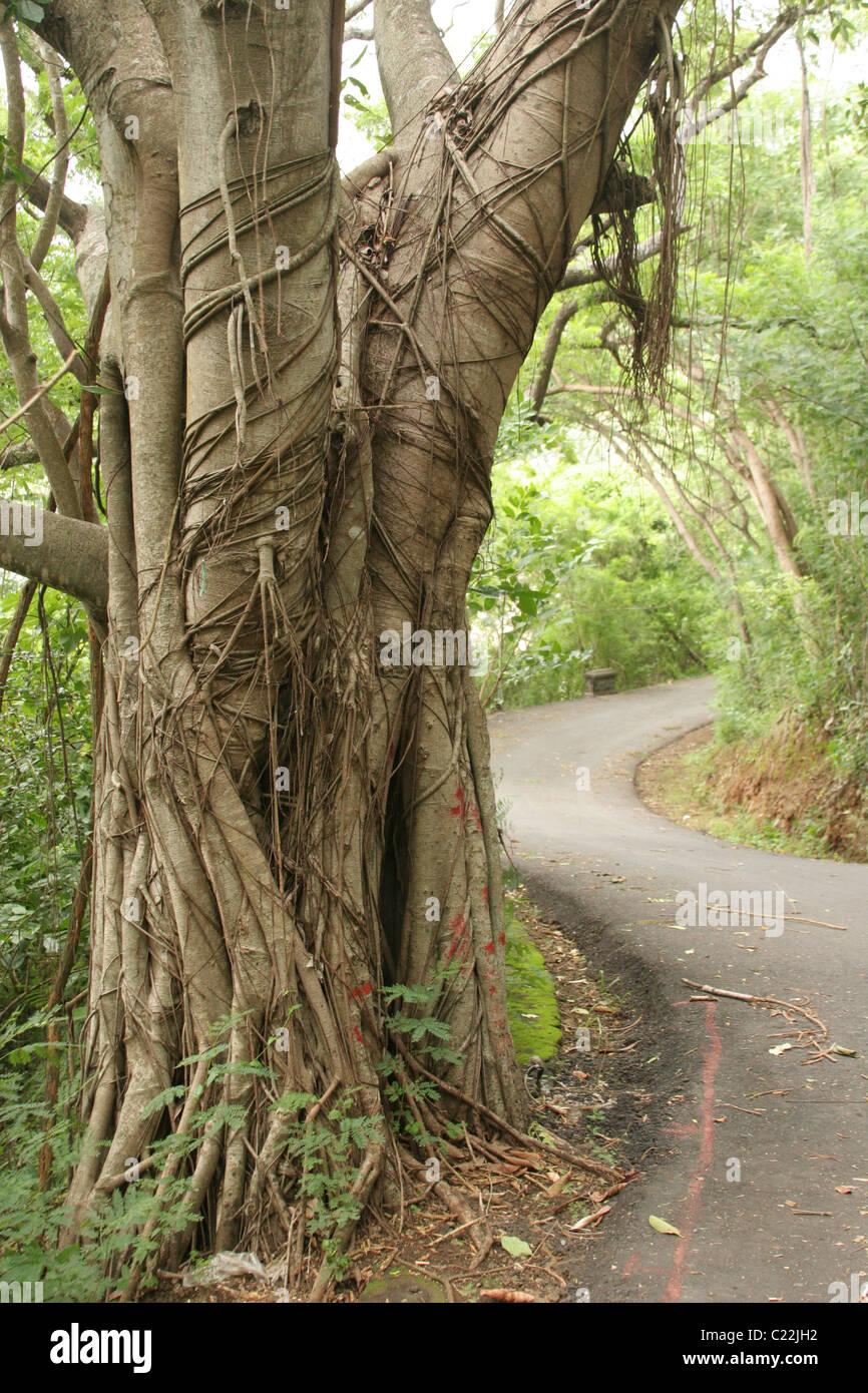 Old tree wrapped in vines Stock Photo - Alamy