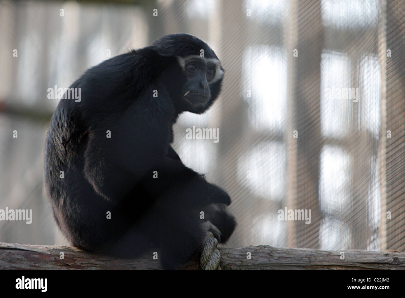 Funky gibbon hi-res stock photography and images - Alamy