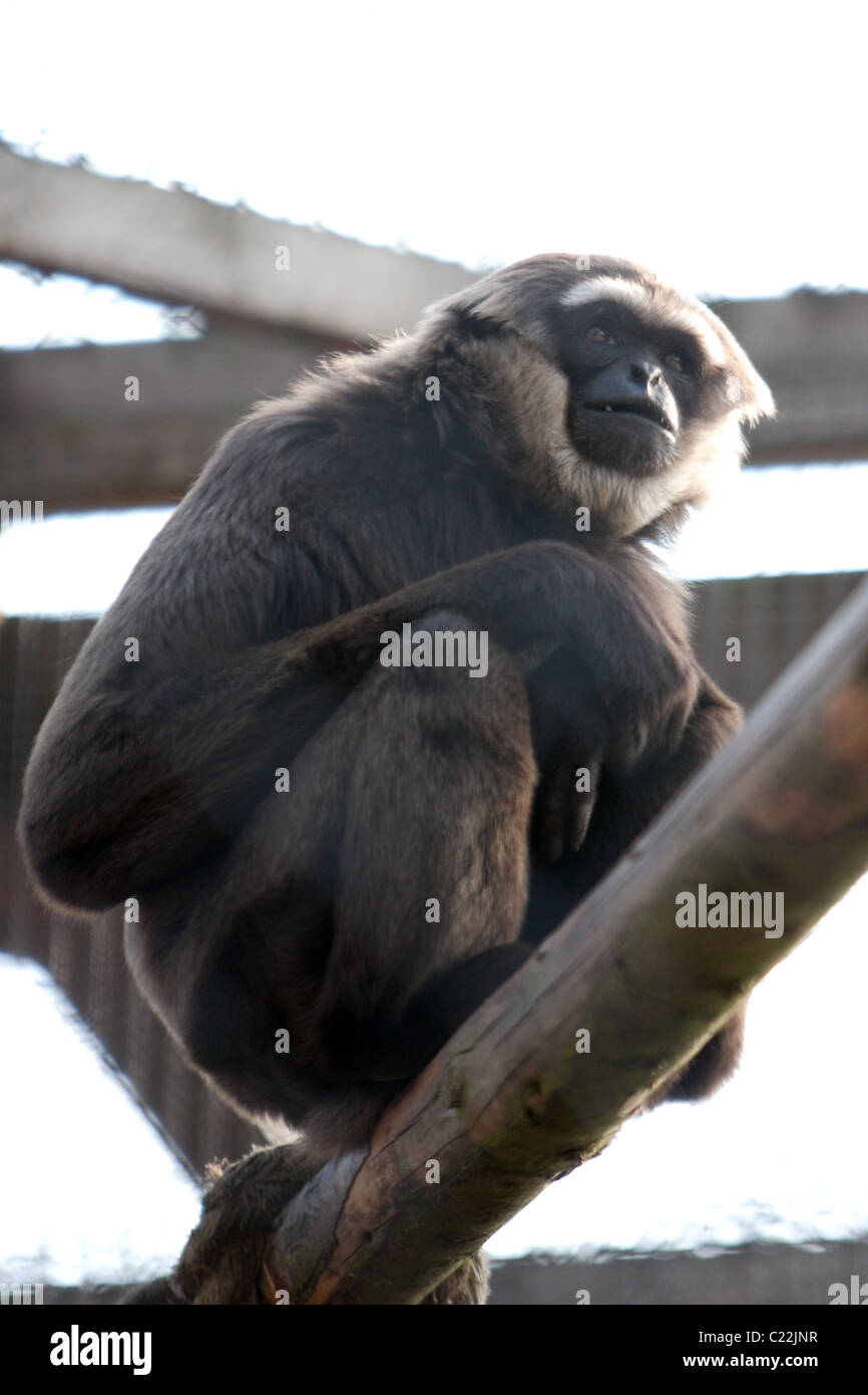 Funky gibbon hi-res stock photography and images - Alamy