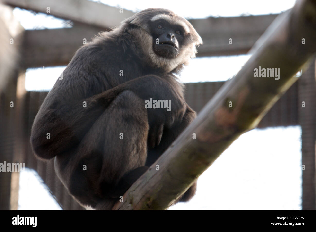 Funky gibbon hi-res stock photography and images - Alamy