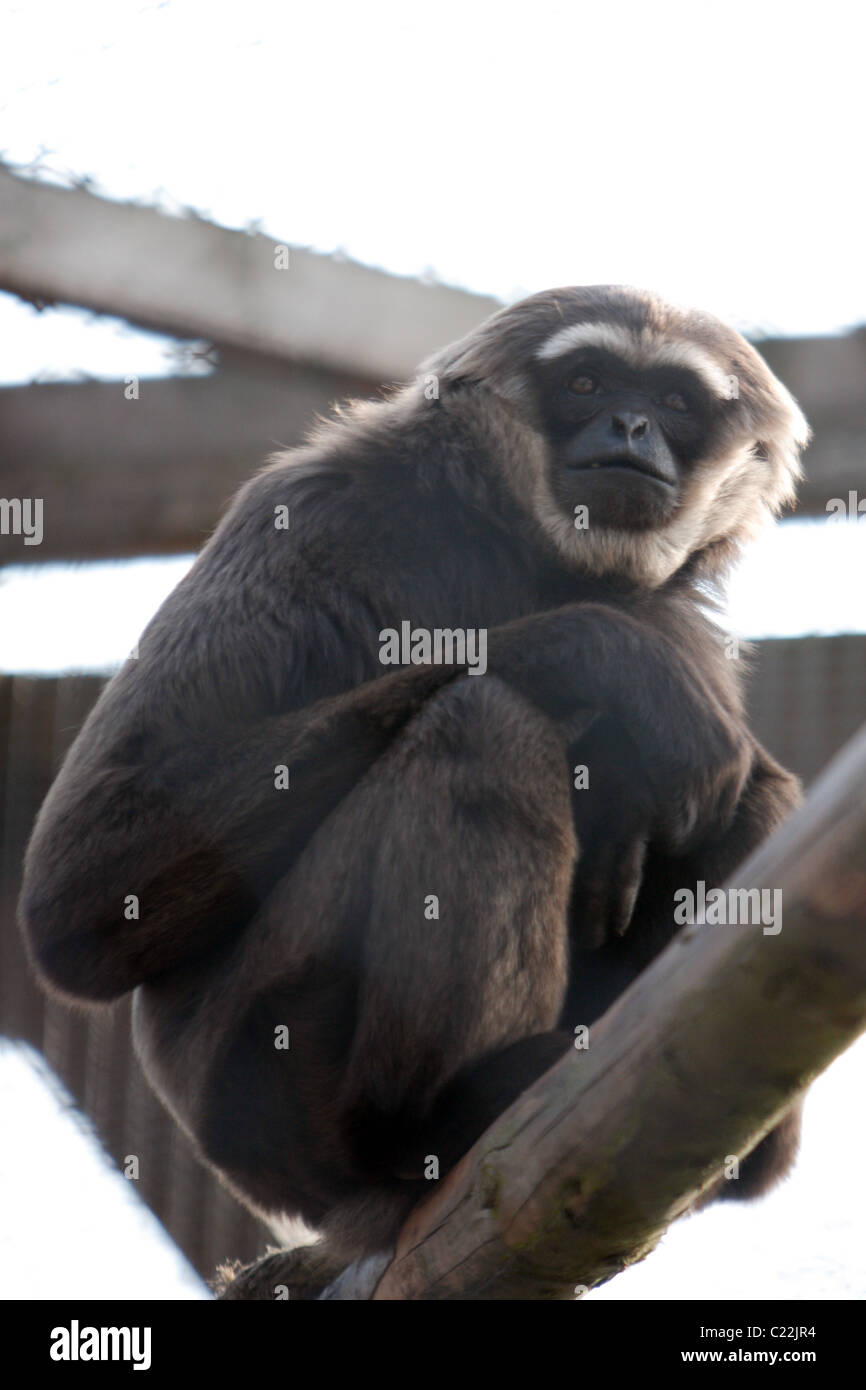 Funky gibbon hi-res stock photography and images - Alamy