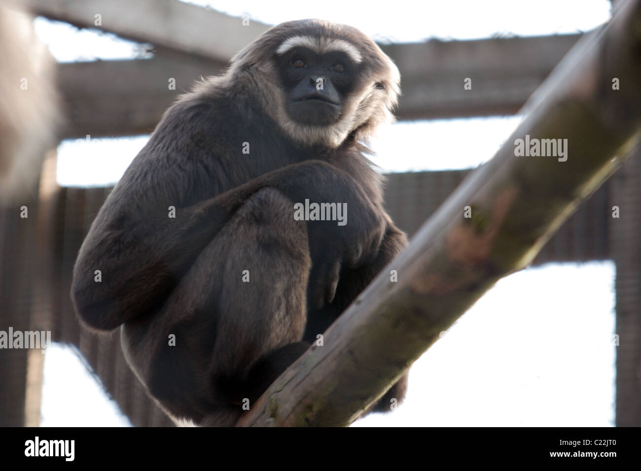 Funky gibbon hi-res stock photography and images - Alamy