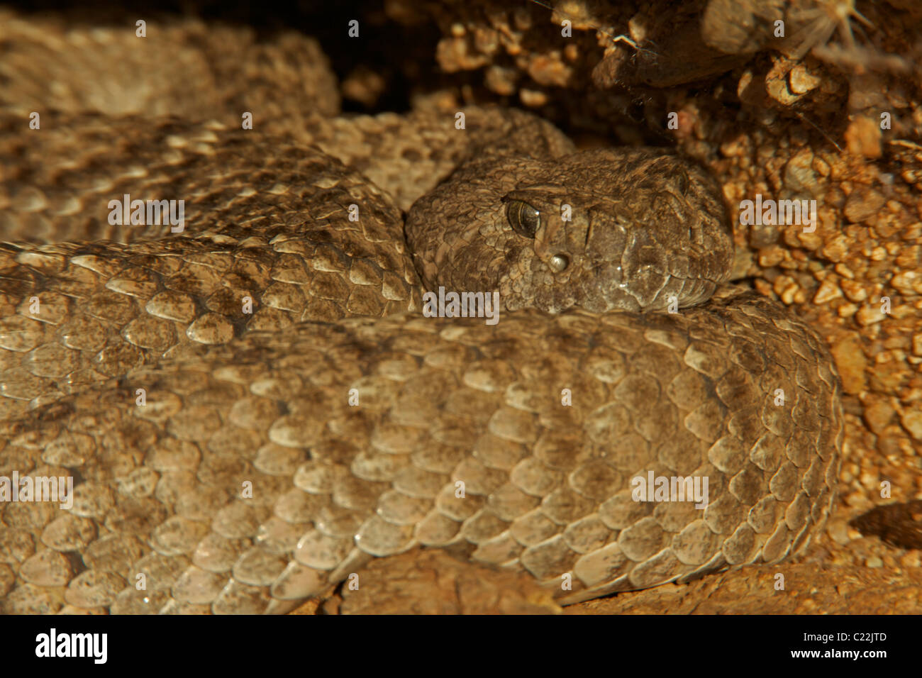 Western Diamond-backed Rattlesnake(s) (Crotalus atrox) -Arizona – USA ...