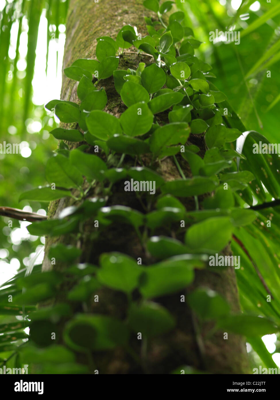 Vine climbing up rainforest tree hi-res stock photography and images ...