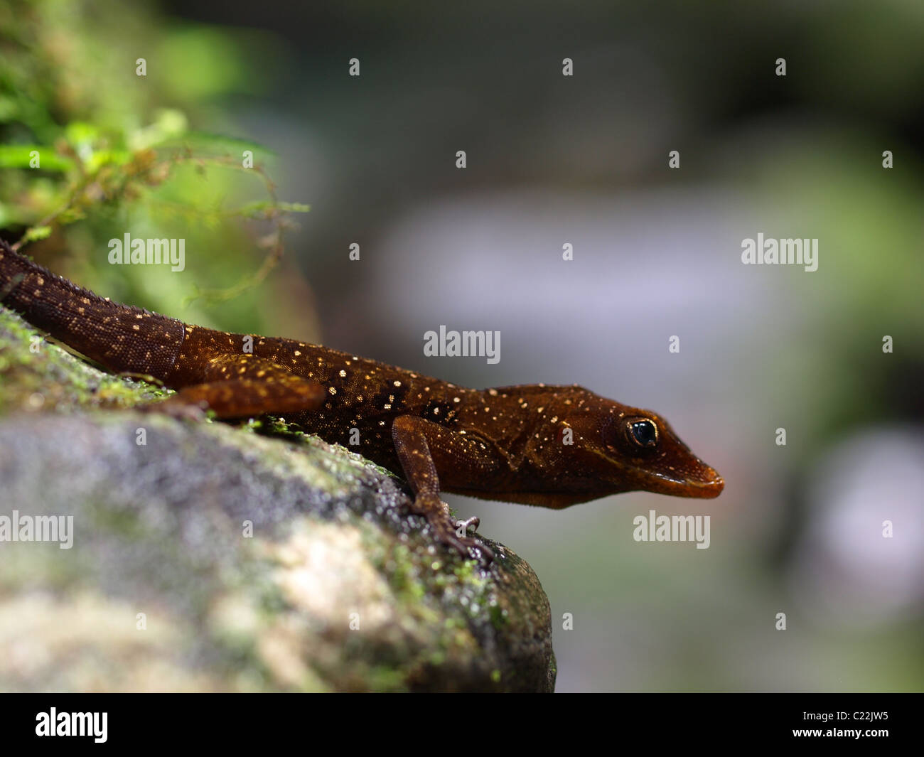 Dominican lizard, Zandoli, (Anolis oculatus) on a rock in the ...