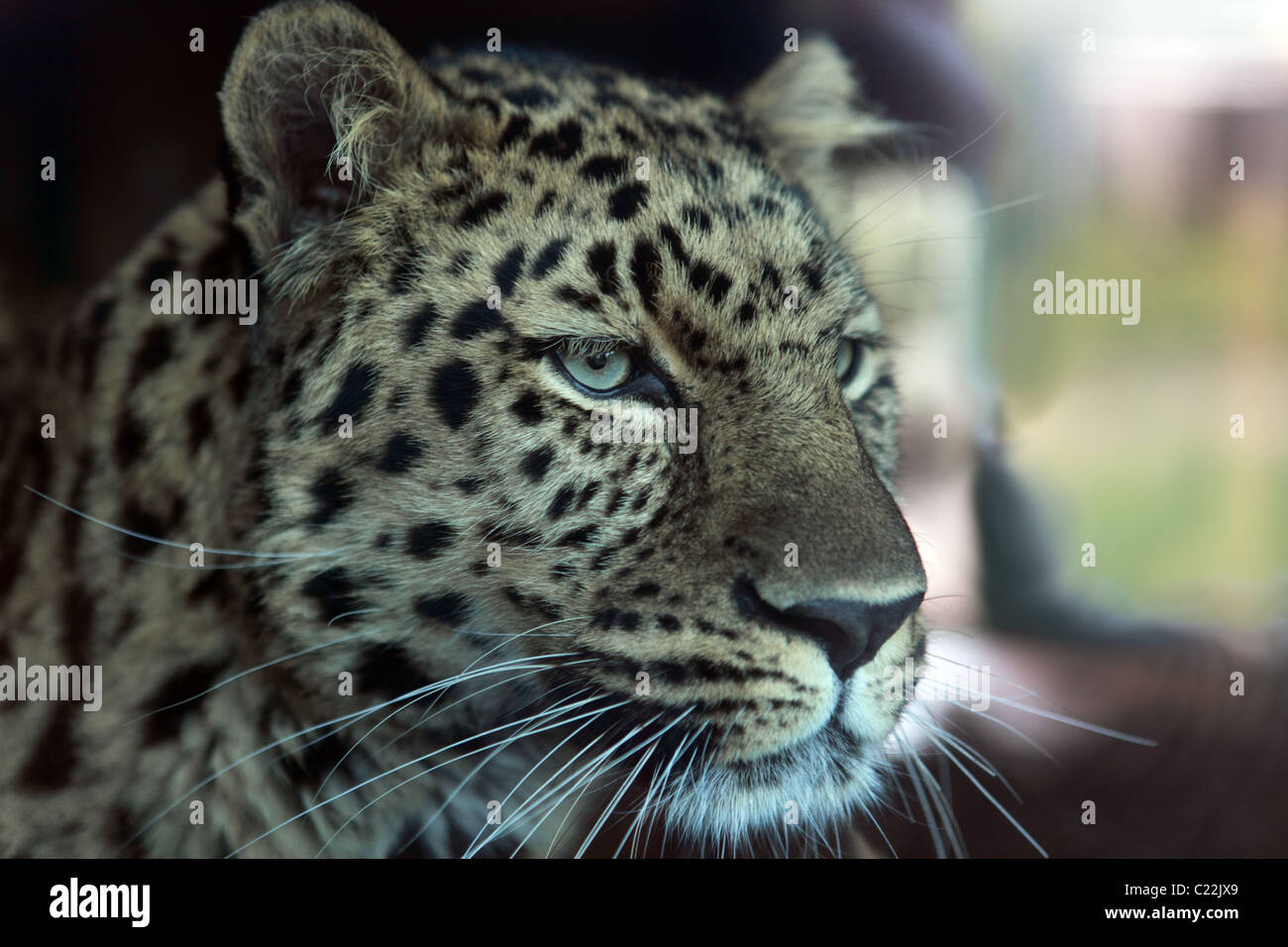 Panther panthera hi-res stock photography and images - Alamy