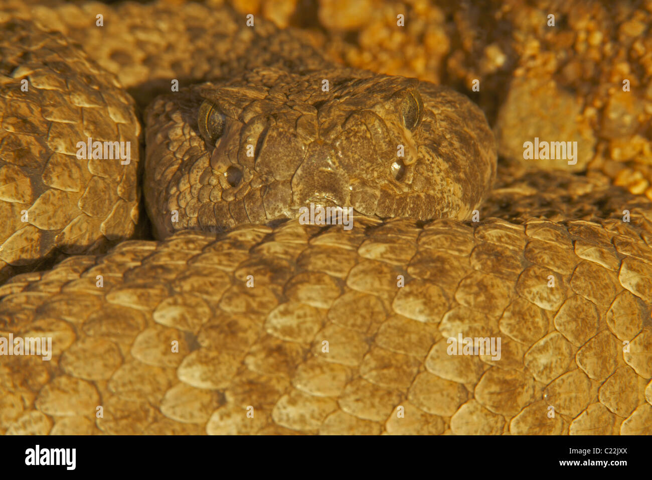 Western Diamond-backed Rattlesnake(s) (Crotalus atrox) -Arizona – USA ...