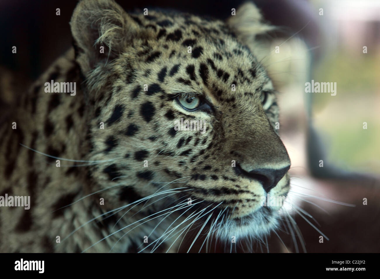 Panther panthera hi-res stock photography and images - Alamy