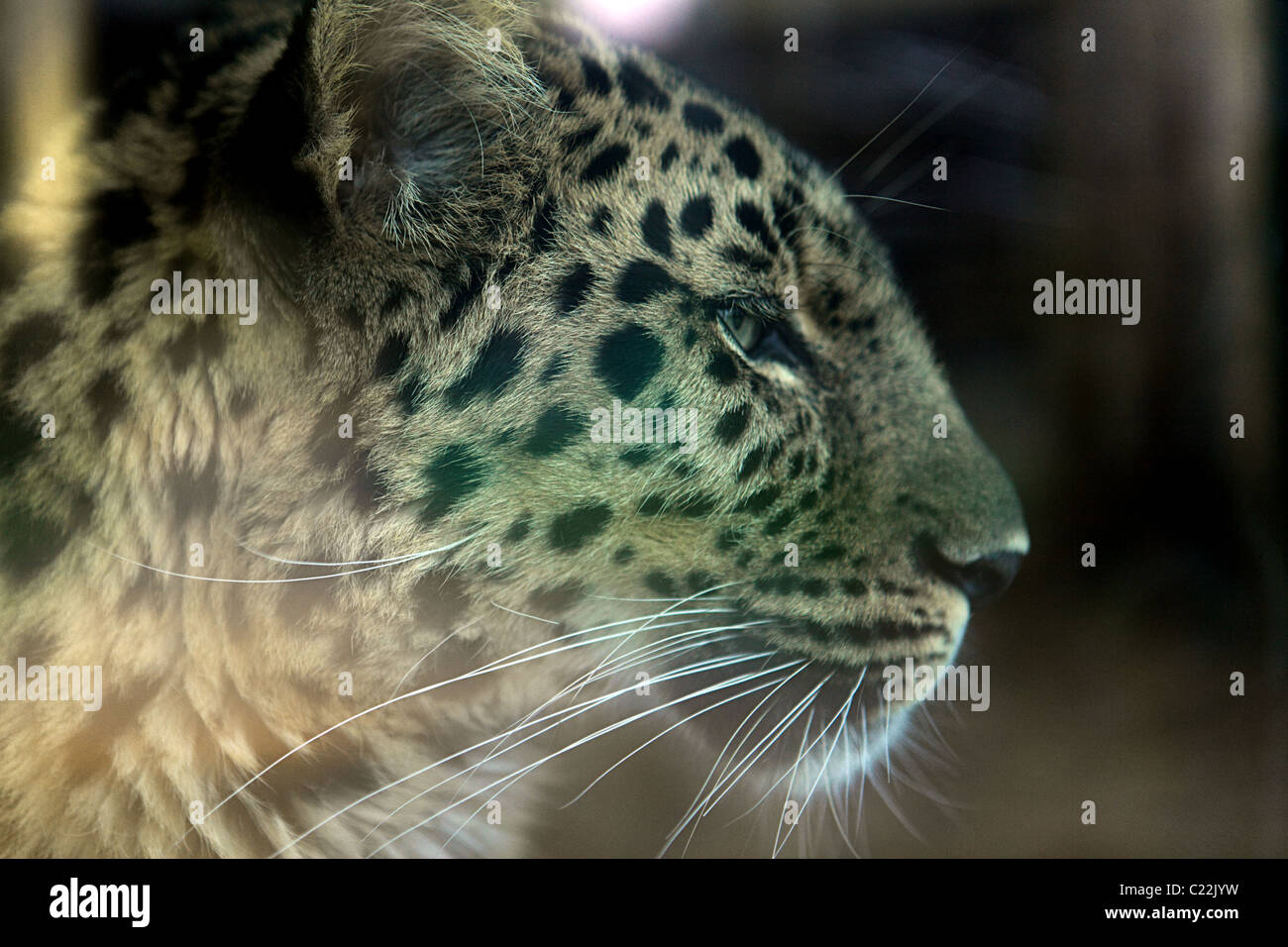 Panther panthera hi-res stock photography and images - Alamy