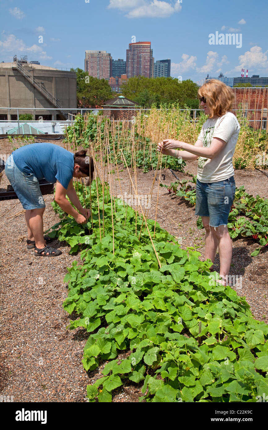Eagle Street Rooftop Farm is a 6,000 sq ft rooftop urban farm in ...