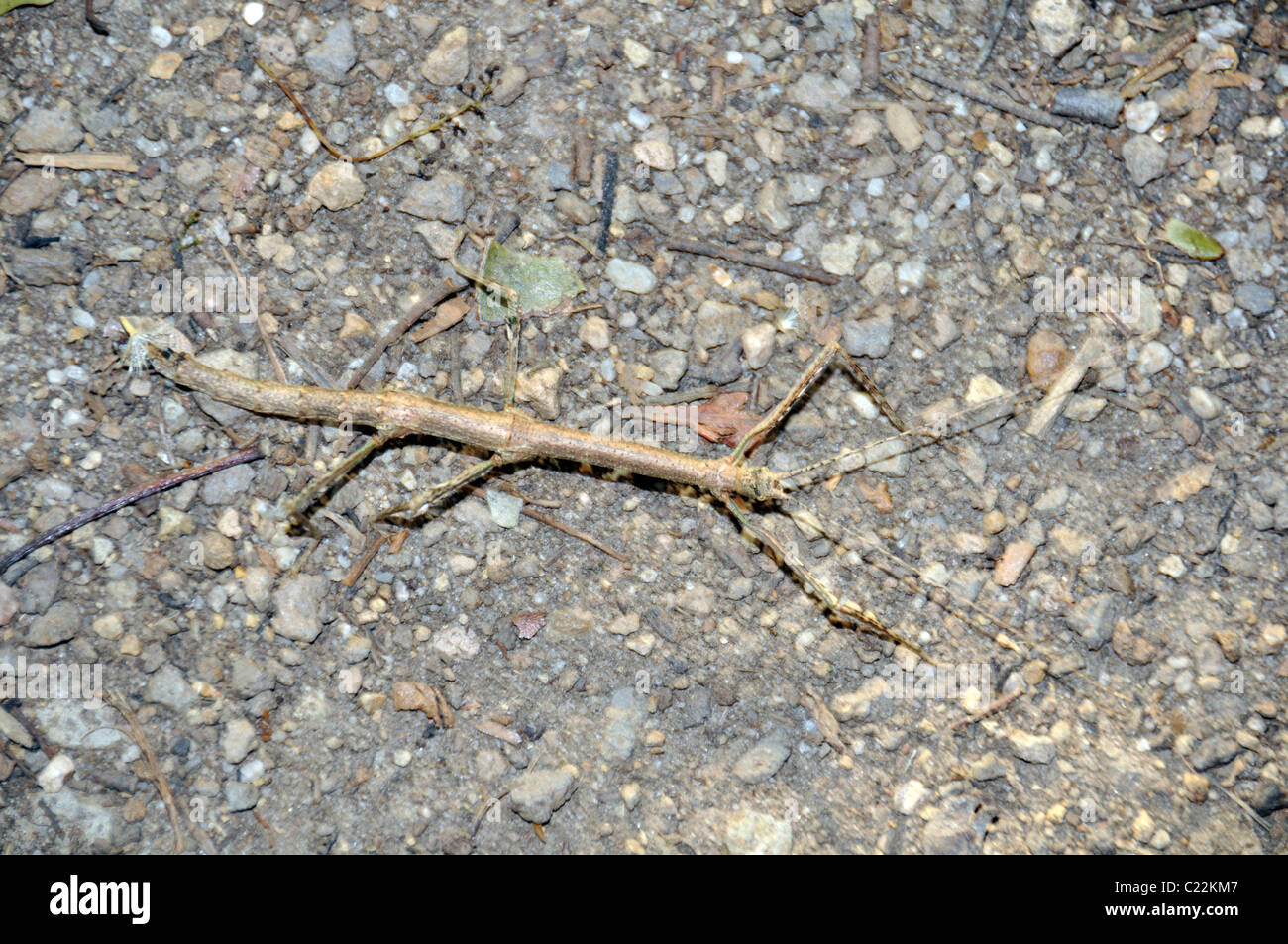 Stick bug, Phasmatodea, Guartela state Park, Parana, Brazil Stock Photo ...
