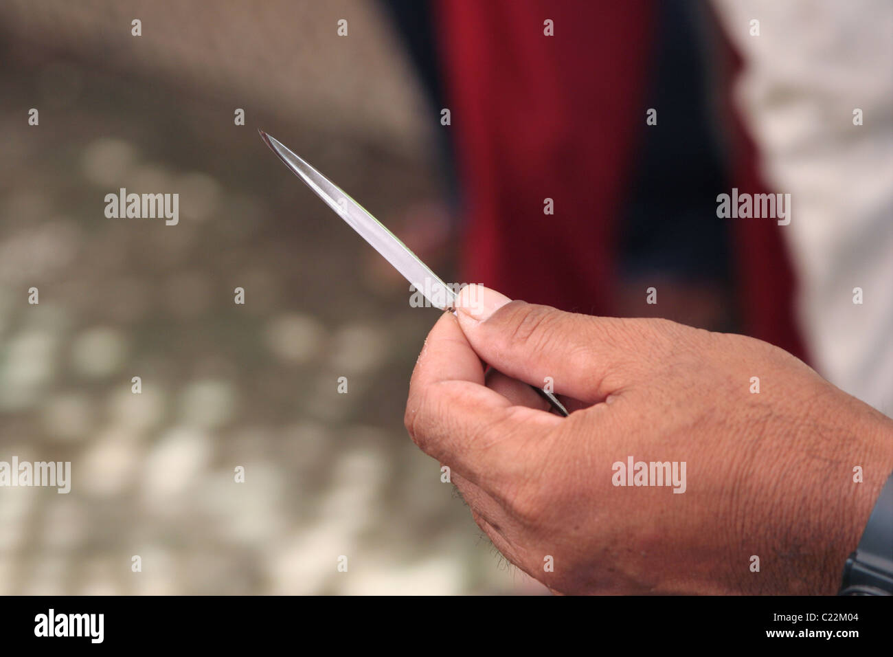 Blade to attach to a rooster's foot for a cockfight Stock Photo - Alamy