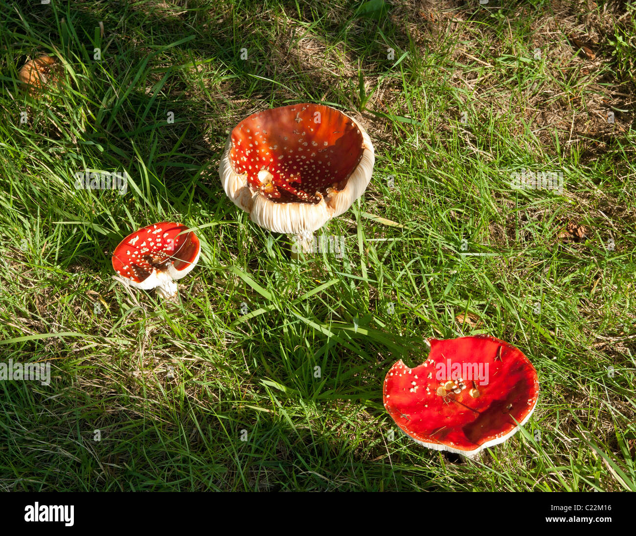 Red and white fungi hi-res stock photography and images - Alamy