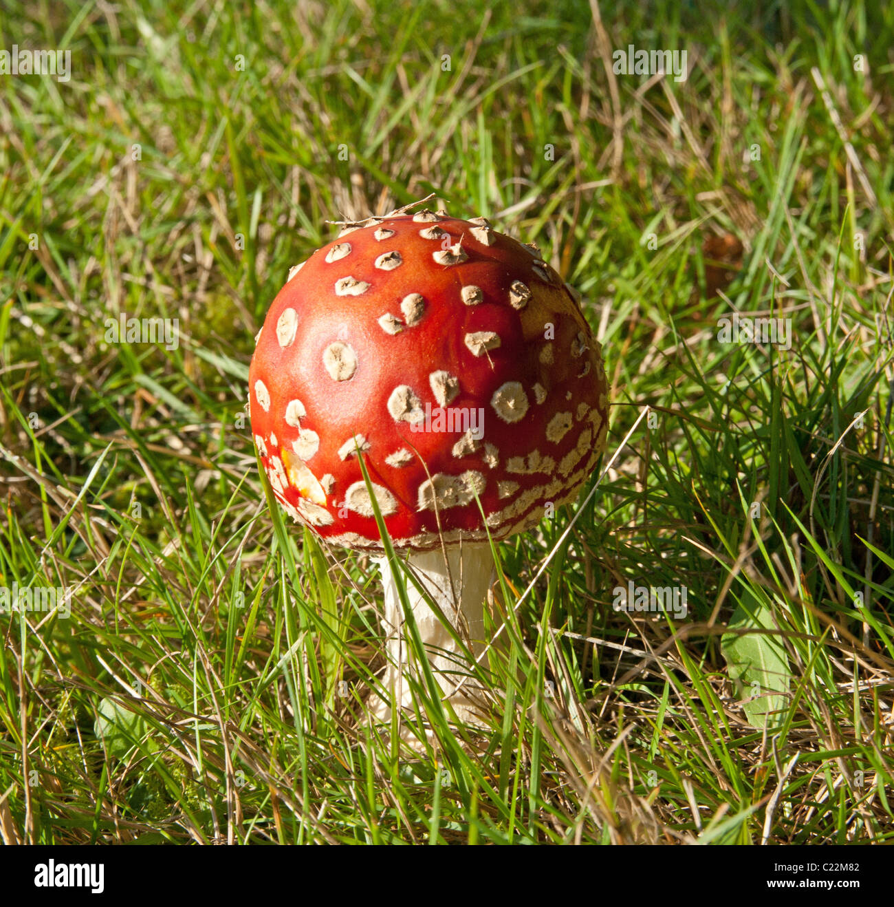 Fungi Fly Agaric Stock Photo - Alamy