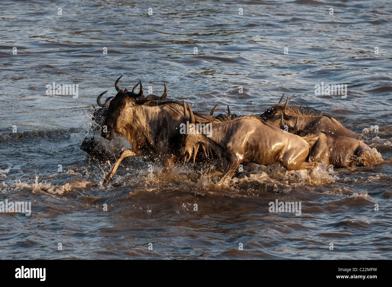 Wildebeest crossing Mara River during annual migration, Masai Mara ...