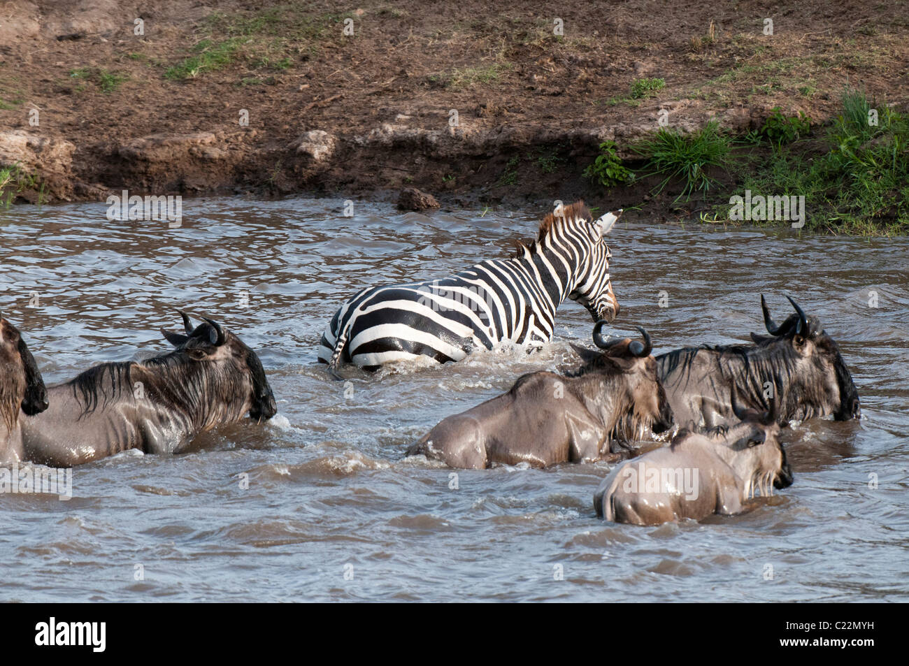 Wildebeest crossing Mara River during annual migration, Masai Mara ...