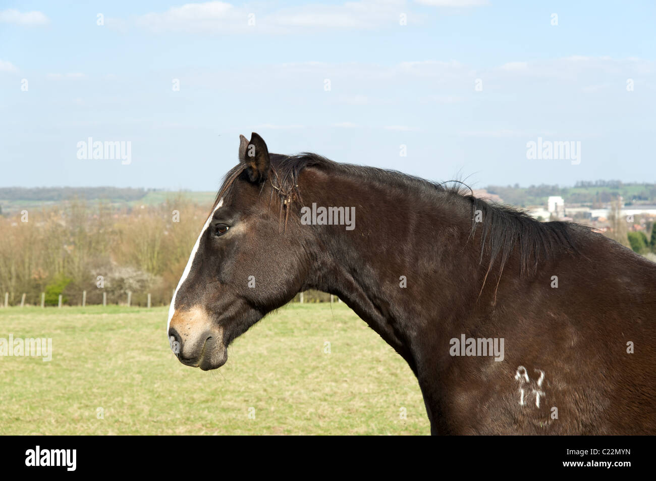 The side profile of a horse in Hansell’s Farm, Shottery, Stratford-on ...