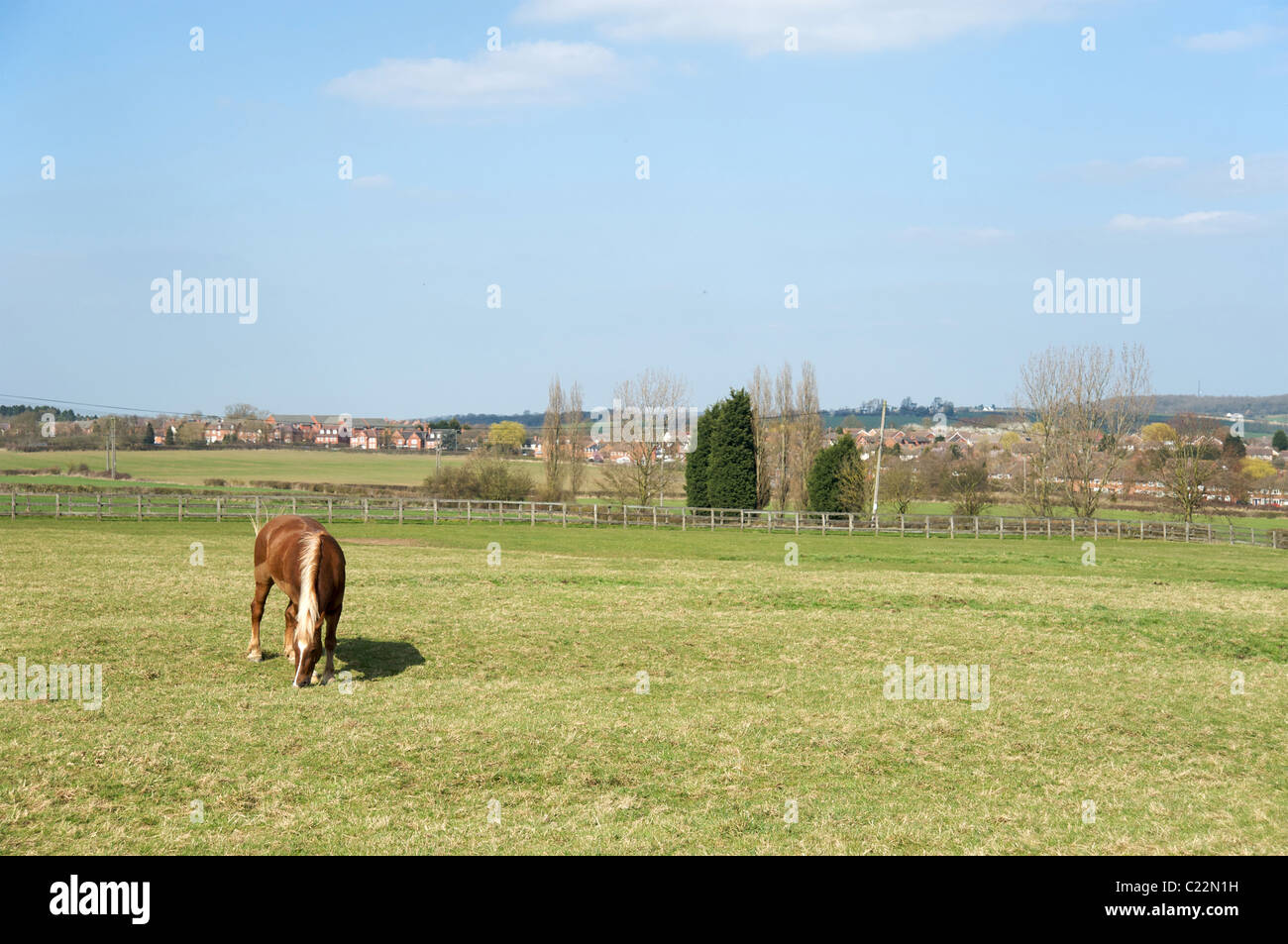 Solitary farm horse hi-res stock photography and images - Alamy