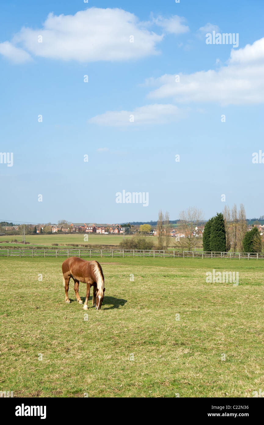 A solitary horse in Hansell’s Farm, Shottery, Stratford-on-Avon ...
