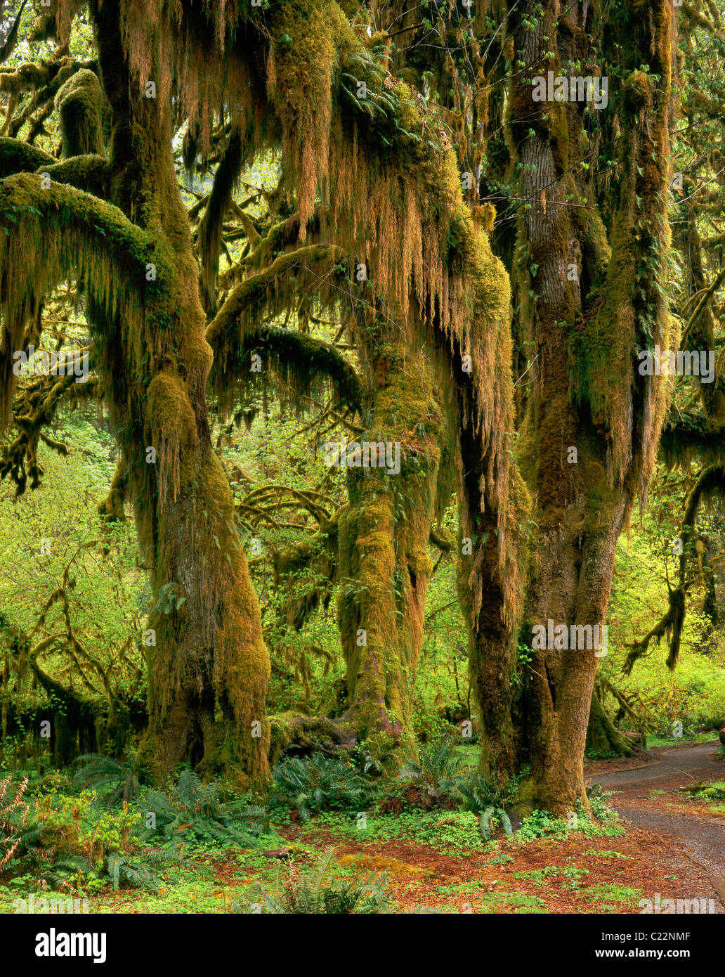 Hall of Mosses Hoh Rain Forest Olympic National Park Washington USA ...