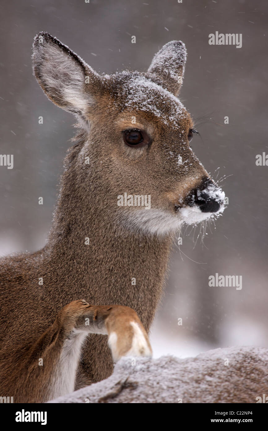 White-tailed Deer (Odocoileus virginianus) New York - Doe - In snow ...
