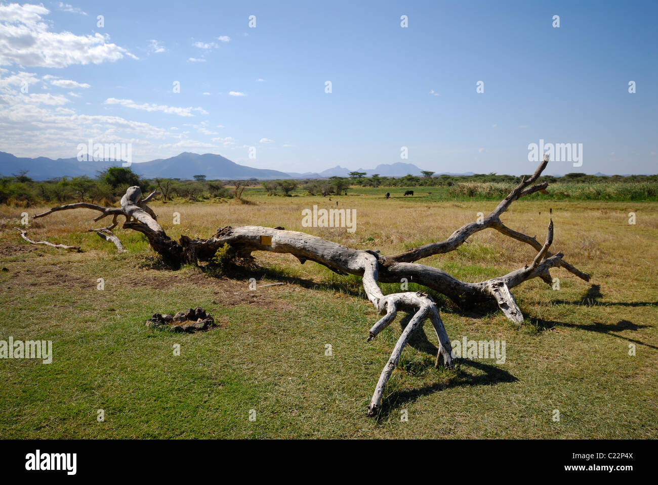 view into wilderness from Joy's Camp , Shaba Reserve, Samburu National ...