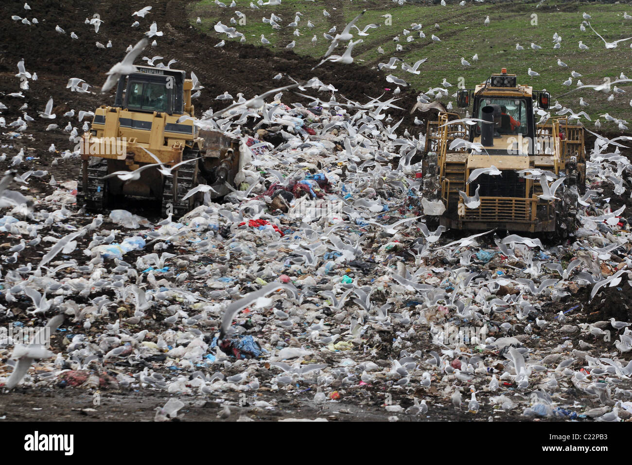 bulldozer landfill gulls Palo Alto Baylands Park Calfornia Stock Photo ...