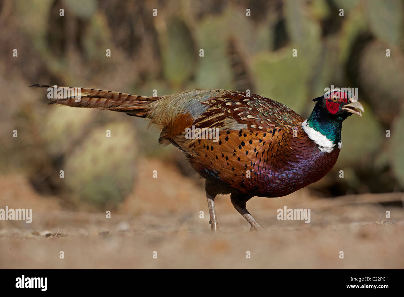 Ring-necked Pheasant (Phasianus colchicus) Arizona - Sonoran Desert ...