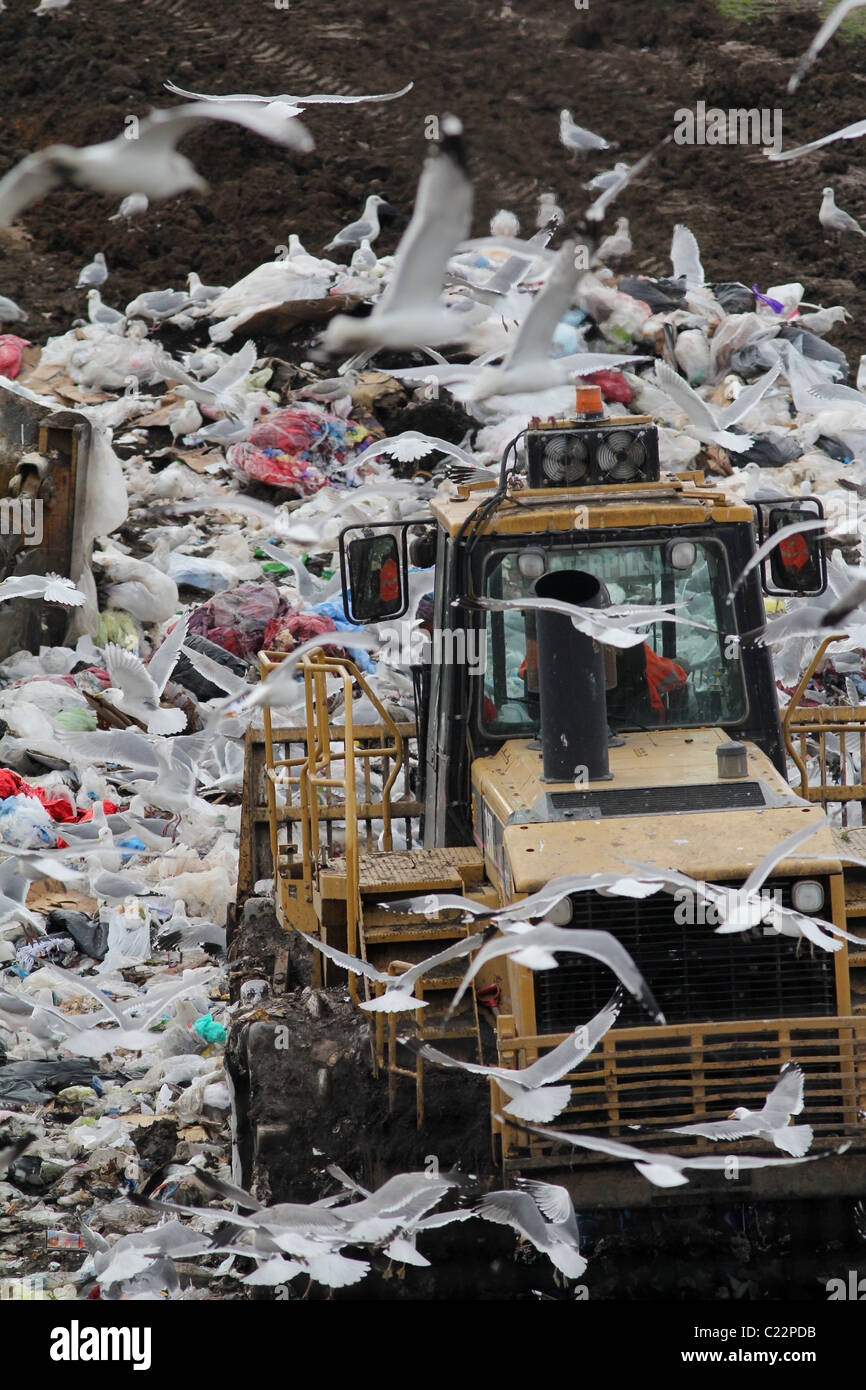bulldozer landfill gulls Palo Alto Baylands Park Calfornia Stock Photo ...