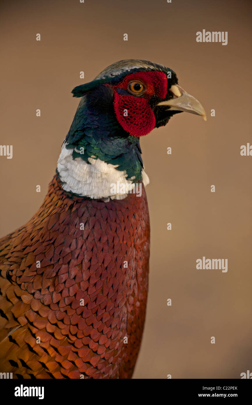 Ring-necked Pheasant (Phasianus colchicus) Arizona - Sonoran Desert ...