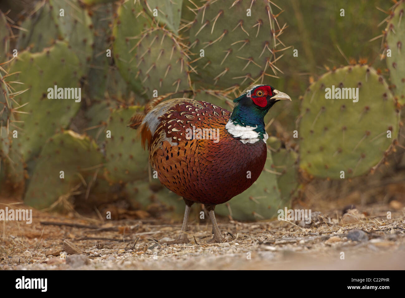 Ring-necked Pheasant (Phasianus colchicus) Arizona - Sonoran Desert ...