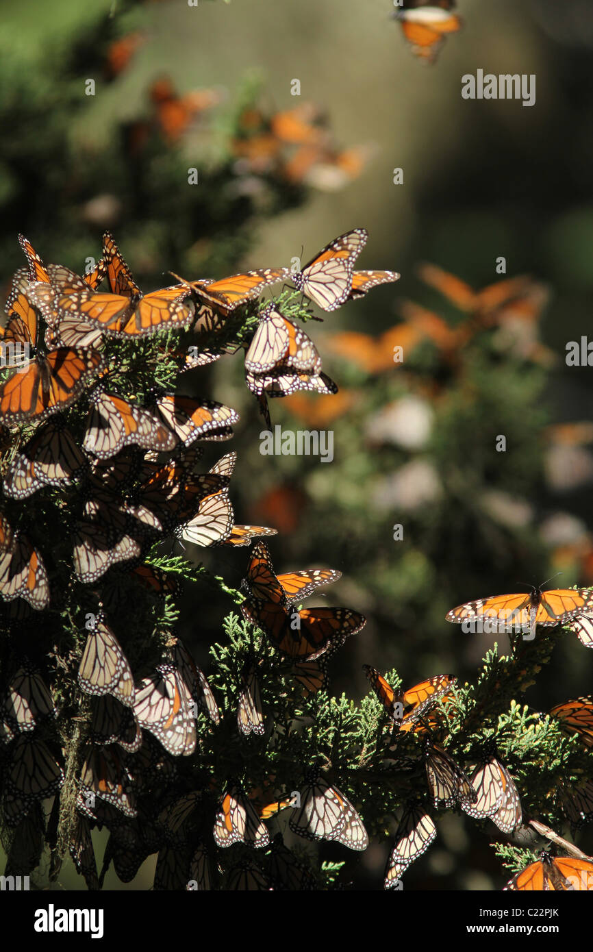 Monarch butterfly Overwinter site Pacific Grove California Stock Photo ...