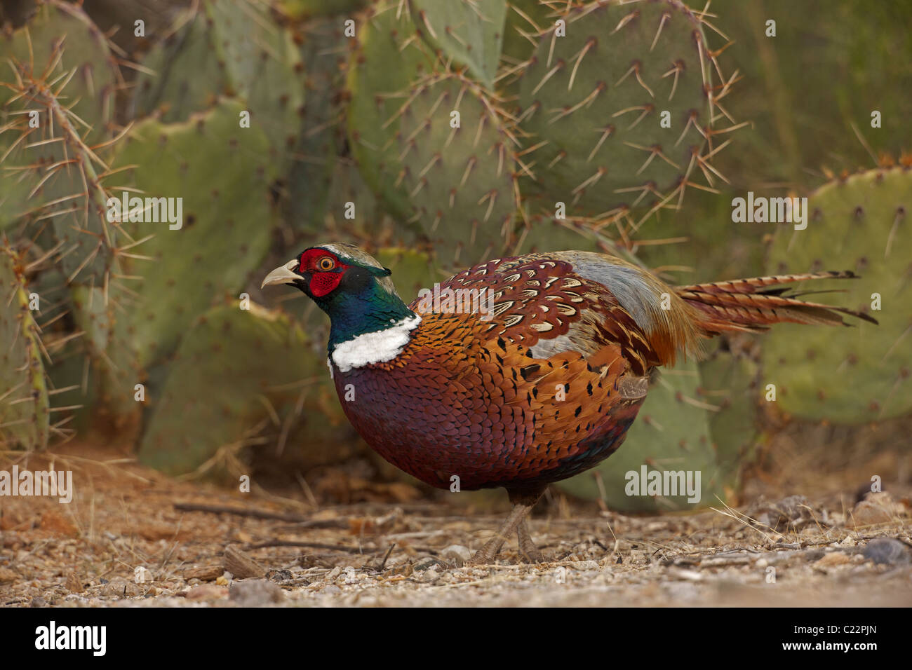 Ring-necked Pheasant (Phasianus colchicus) Arizona - Sonoran Desert ...