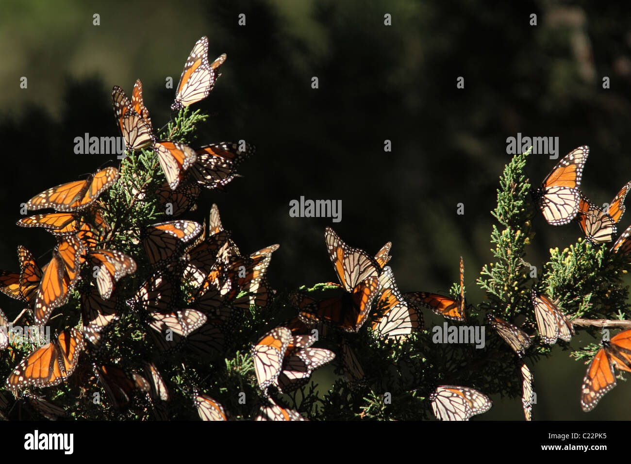 Monarch butterfly sanctuary monterey hi-res stock photography and ...