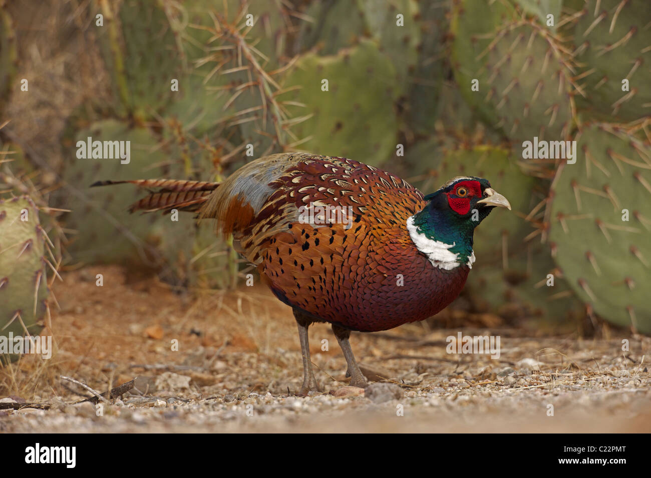 Ring-necked Pheasant (Phasianus colchicus) Arizona - Sonoran Desert ...
