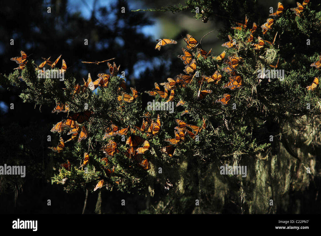 Monarch butterfly sanctuary monterey hi-res stock photography and ...