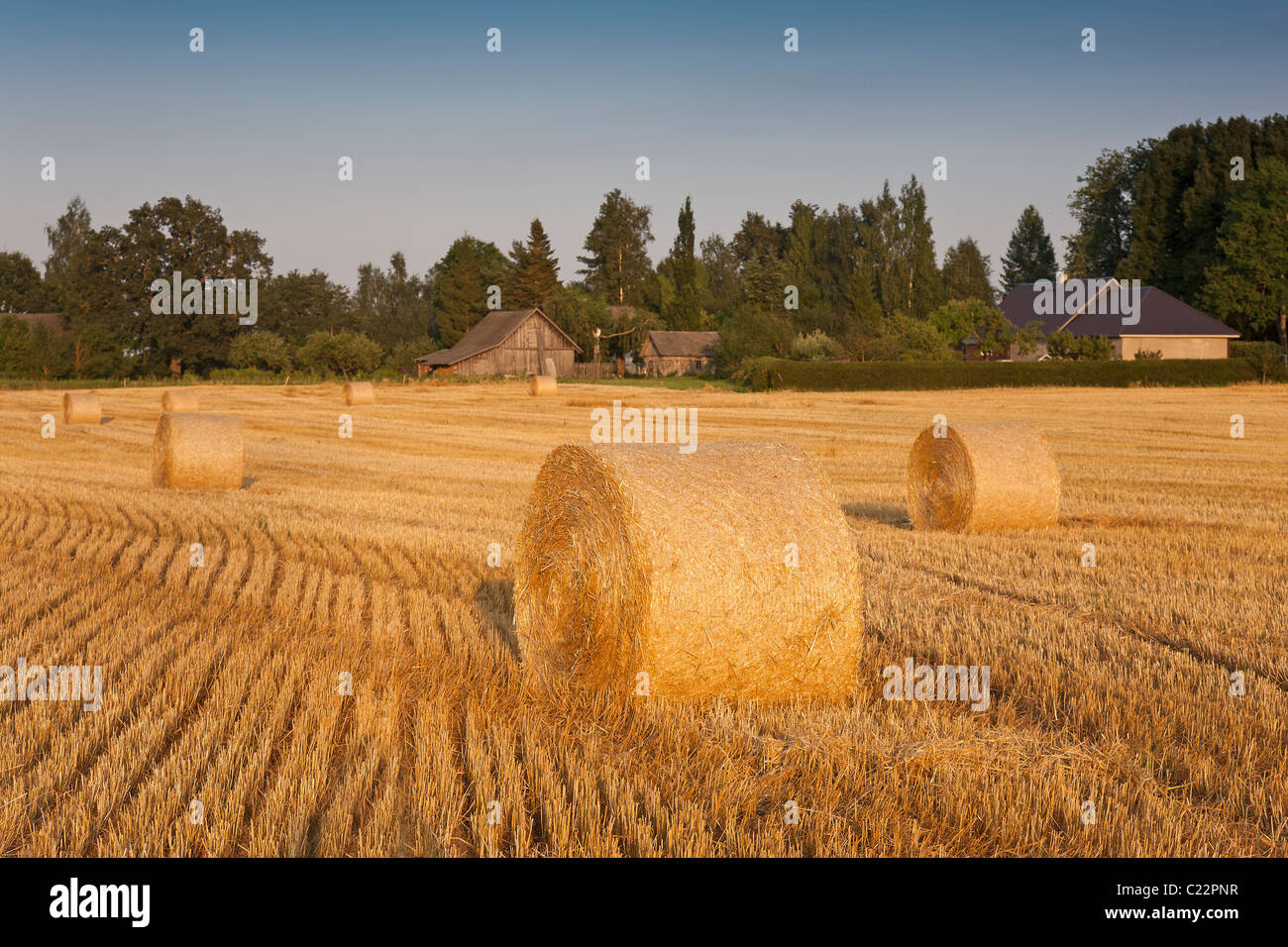 Corn Bales in Field, Estonia Stock Photo - Alamy