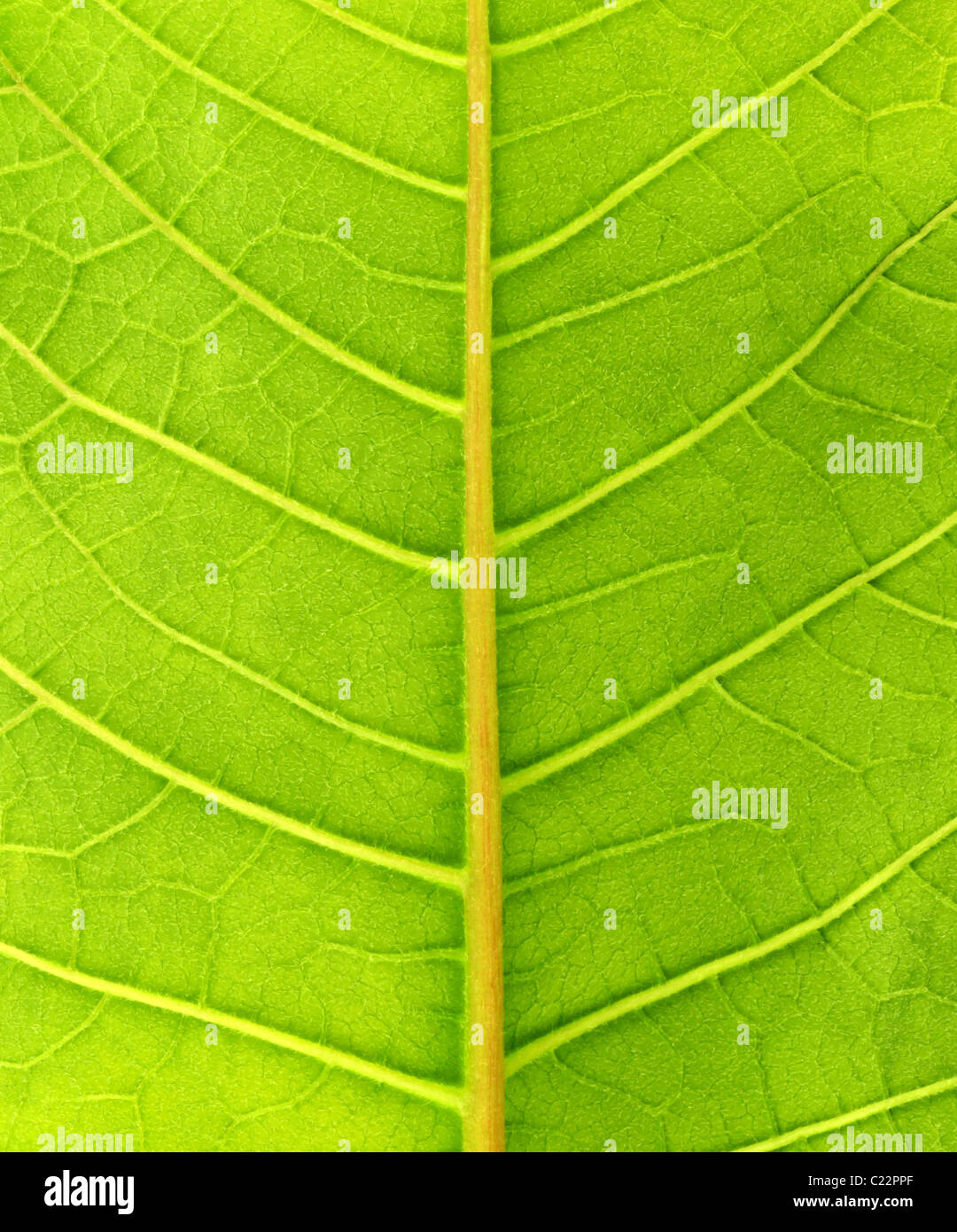 Leaf close up Stock Photo - Alamy