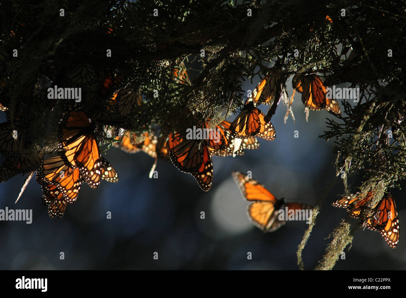 Monarch butterfly sanctuary monterey hi-res stock photography and ...
